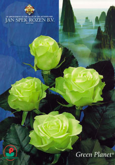 Rosa verde | Forum di Giardinaggio.it